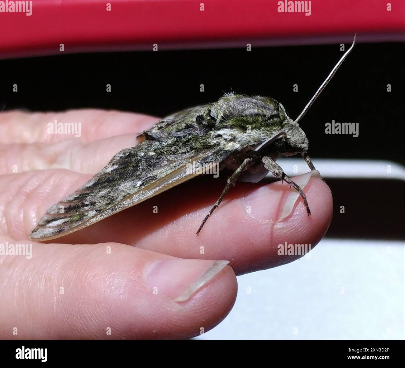 Hagen's Sphinx (Ceratomia hageni) Insecta Stock Photo - Alamy