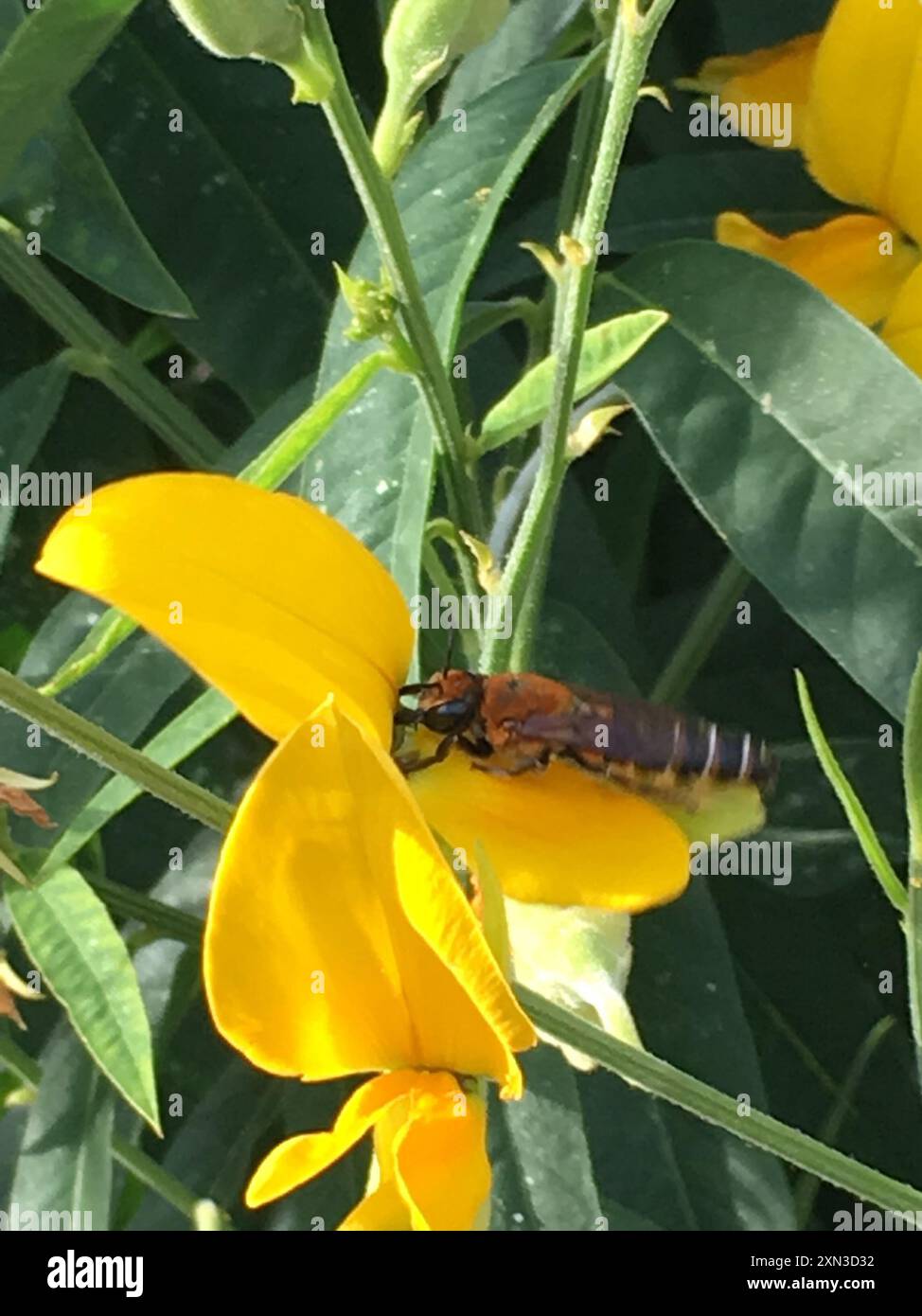 Woolly Wall Bee (Megachile lanata) Insecta Stock Photo - Alamy