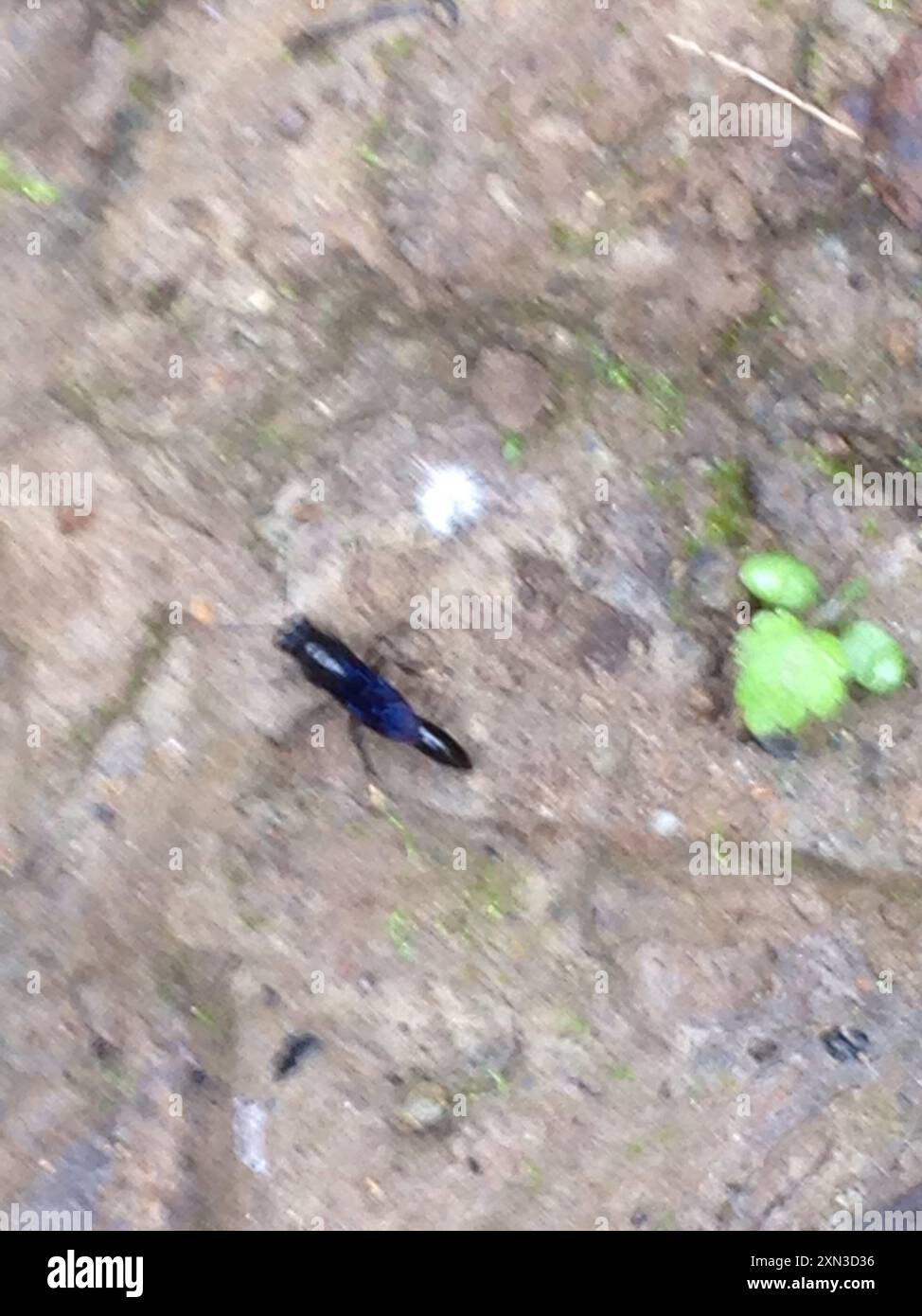 Organ-pipe Mud-dauber Wasp (Trypoxylon politum) Insecta Stock Photo - Alamy