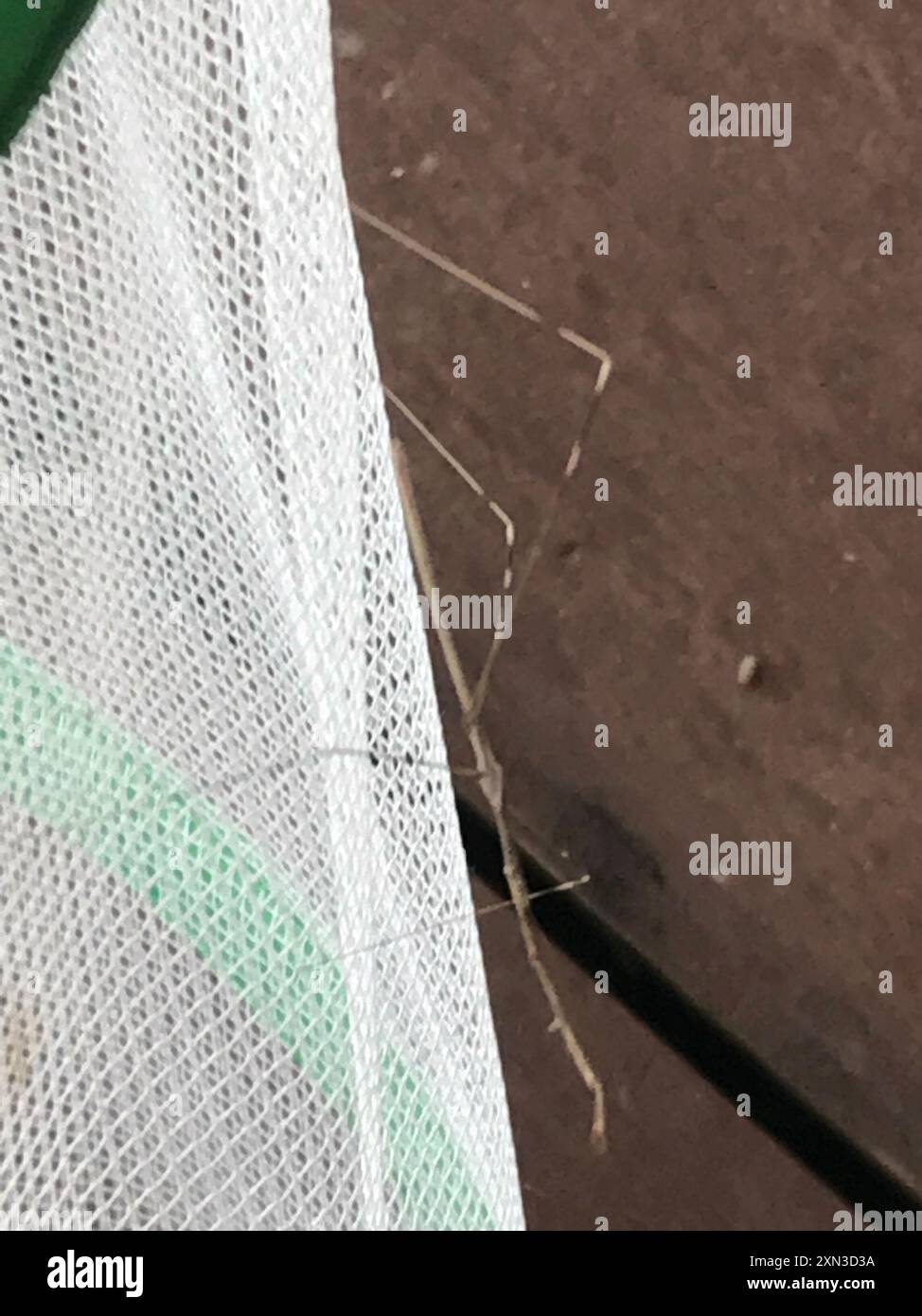 Thread legged bugs hi-res stock photography and images - Alamy