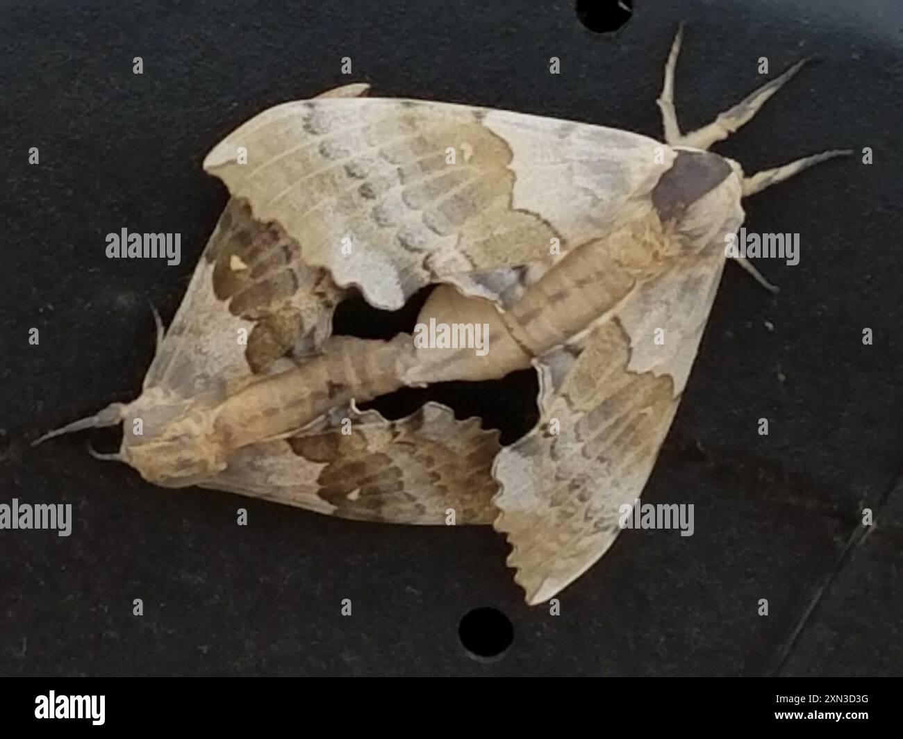 Western Poplar Sphinx (Pachysphinx occidentalis) Insecta Stock Photo ...