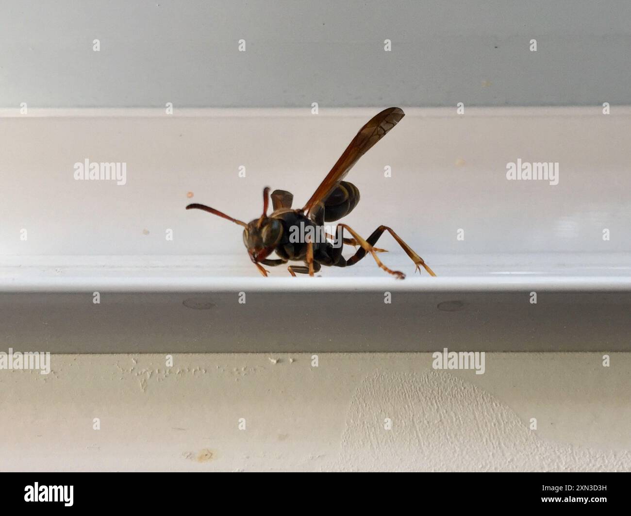 Western Paper Wasp (Mischocyttarus flavitarsis) Insecta Stock Photo - Alamy