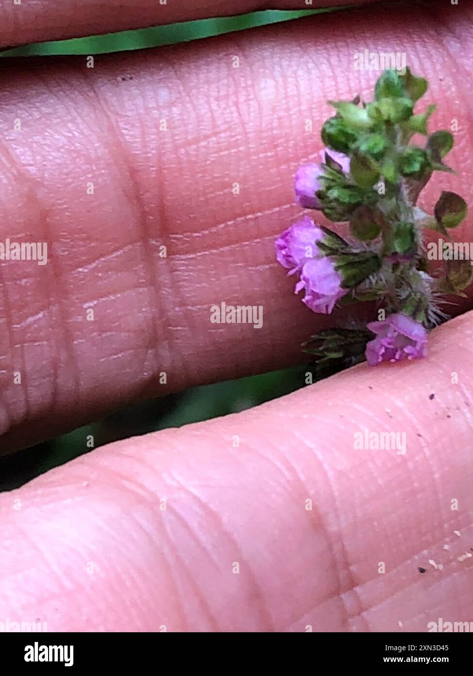 beefsteak plant (Perilla frutescens) Plantae Stock Photo - Alamy