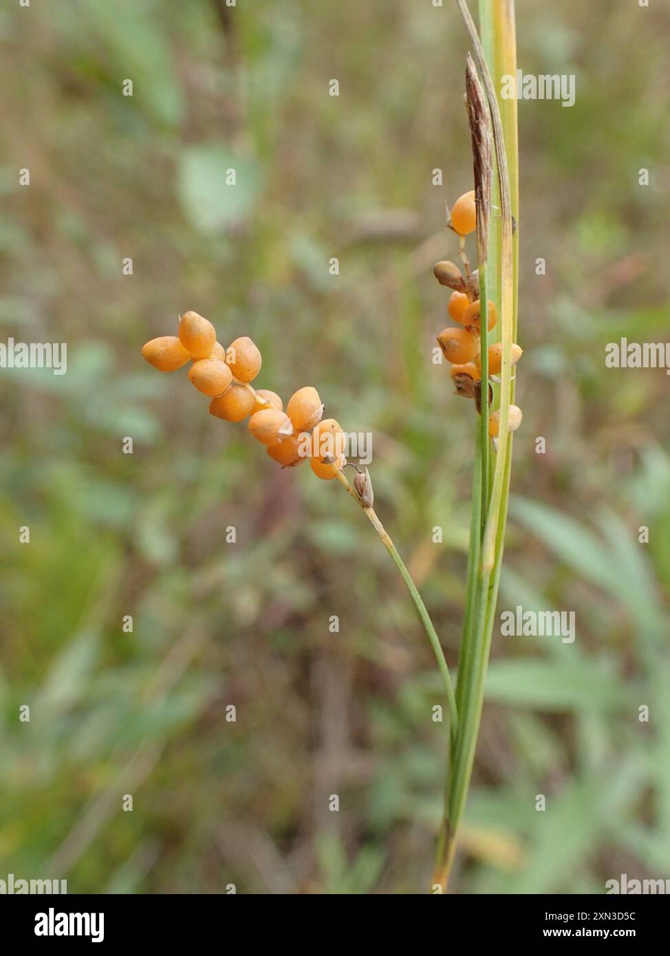 golden sedge (Carex aurea) Plantae Stock Photo - Alamy