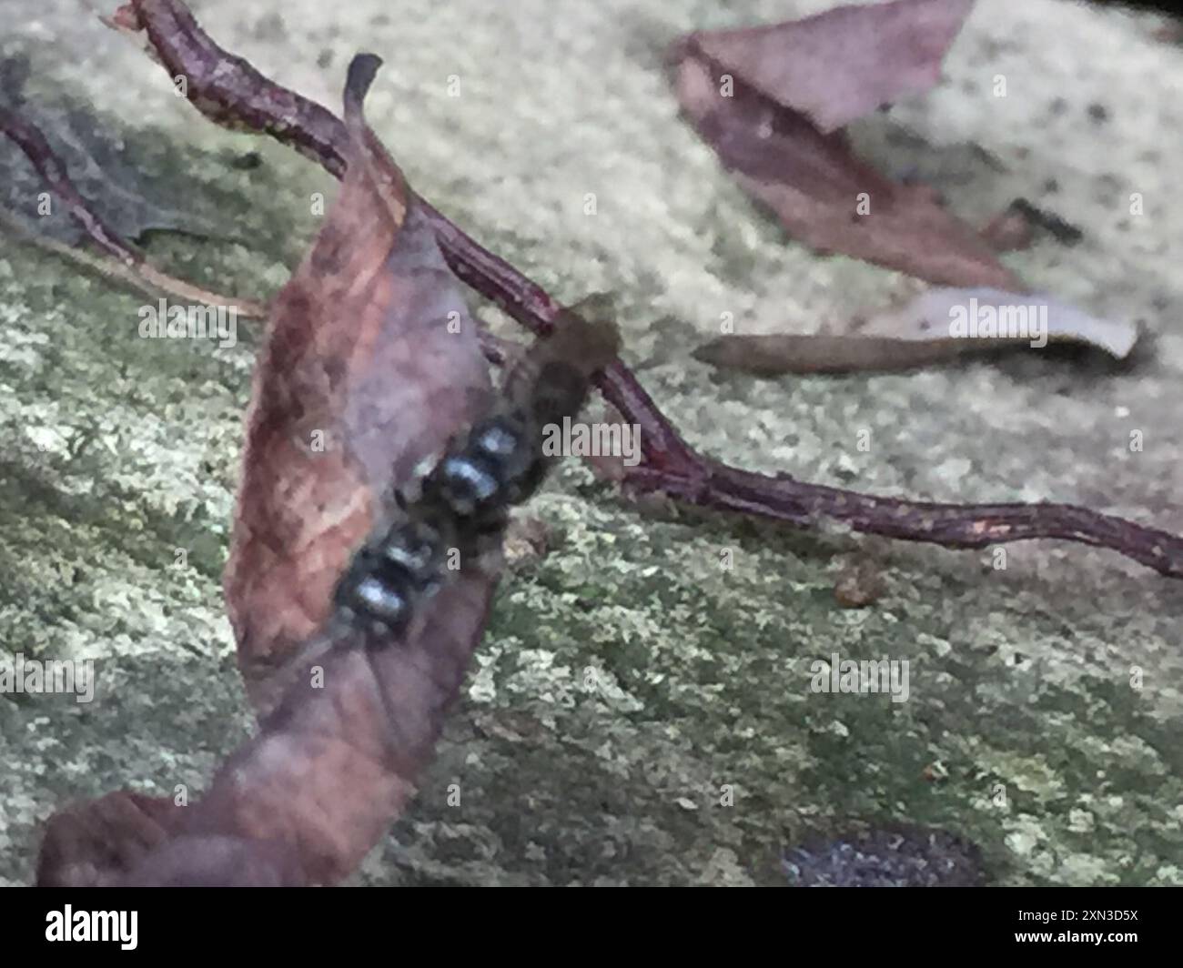 Ants, Bees, and Stinging Wasps (Aculeata) Insecta Stock Photo - Alamy