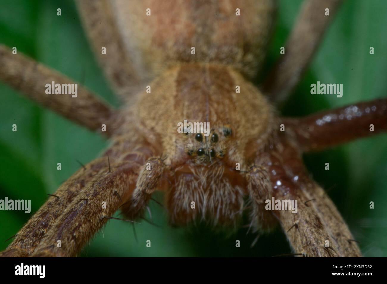 American Nursery Web Spider (Pisaurina mira) Arachnida Stock Photo - Alamy