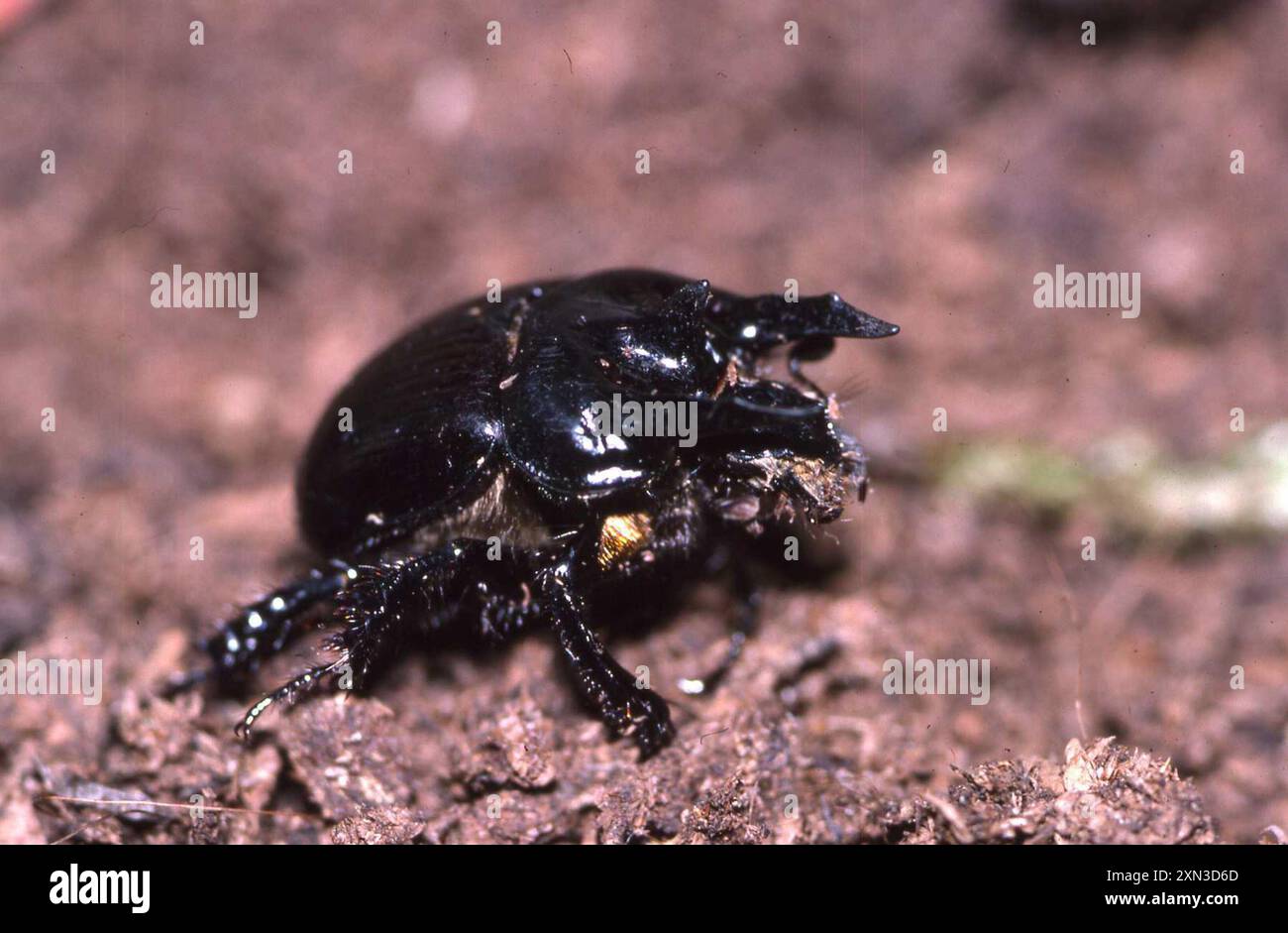 Minotaur Beetle (Typhaeus typhoeus) Insecta Stock Photo - Alamy