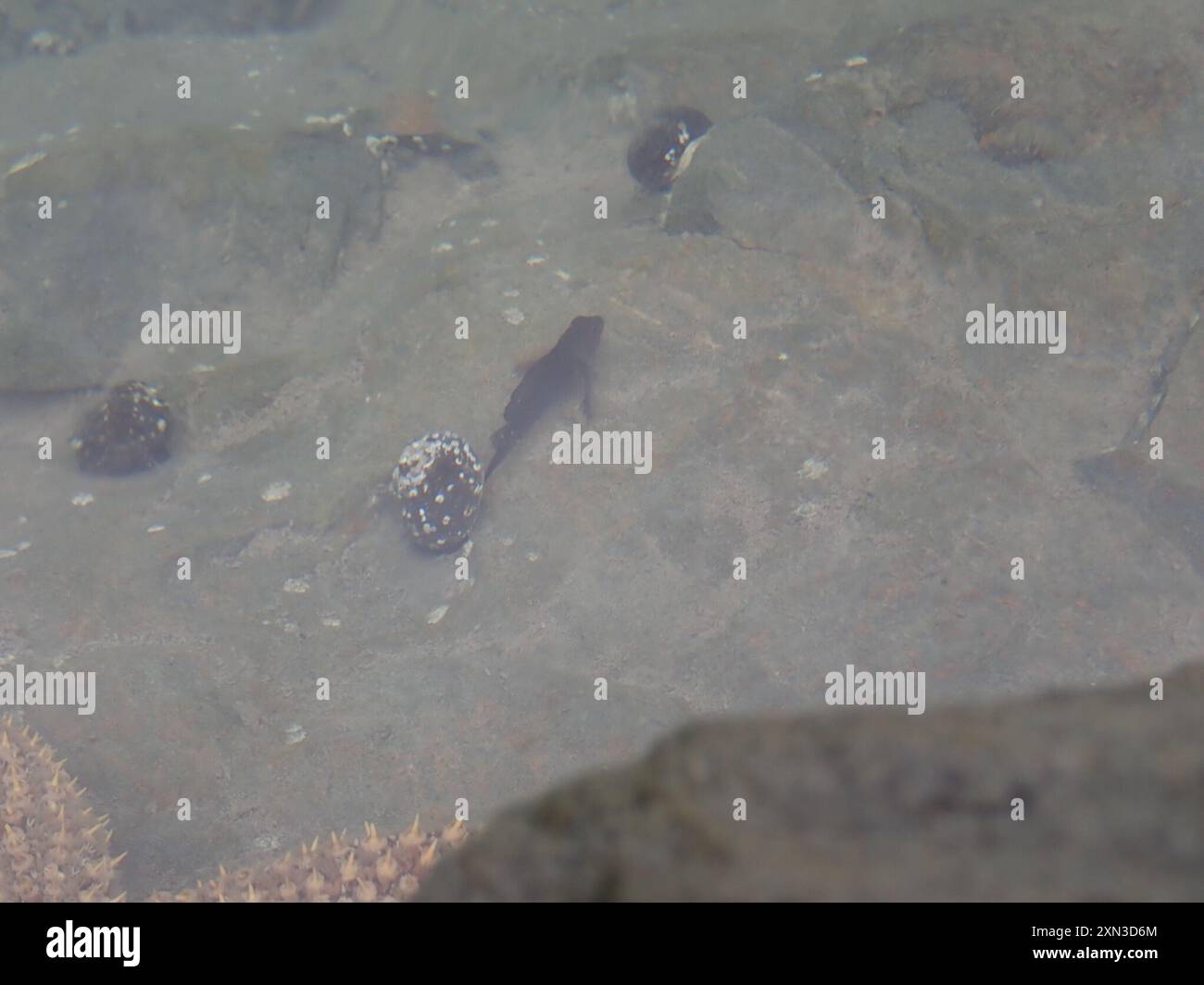 Common Triplefin (Forsterygion lapillum) Actinopterygii Stock Photo - Alamy