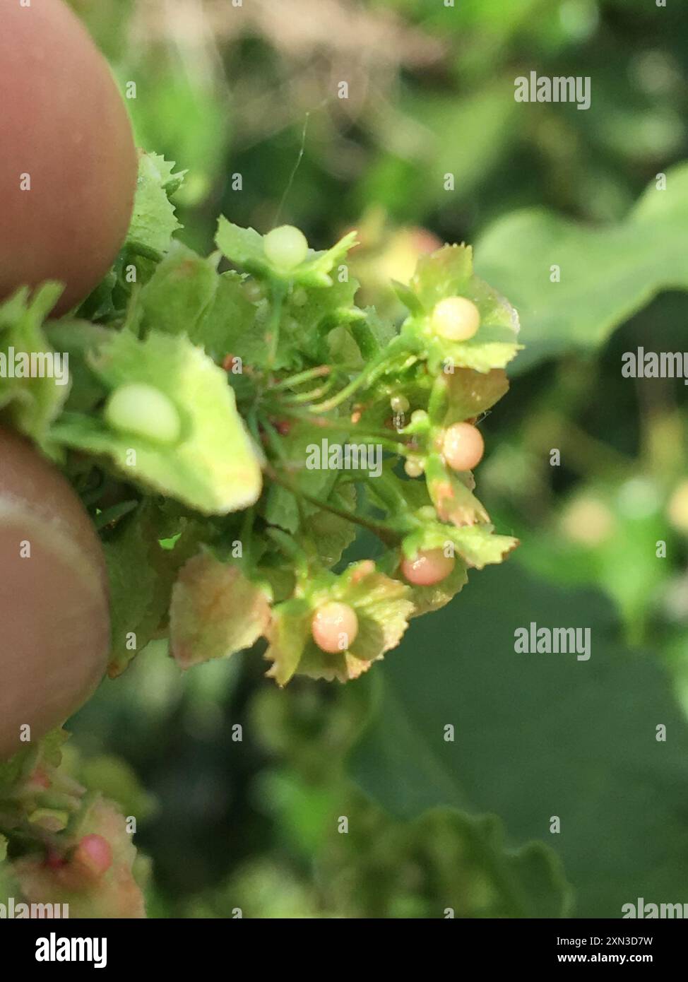 Greek Dock (Rumex cristatus) Plantae Stock Photo - Alamy