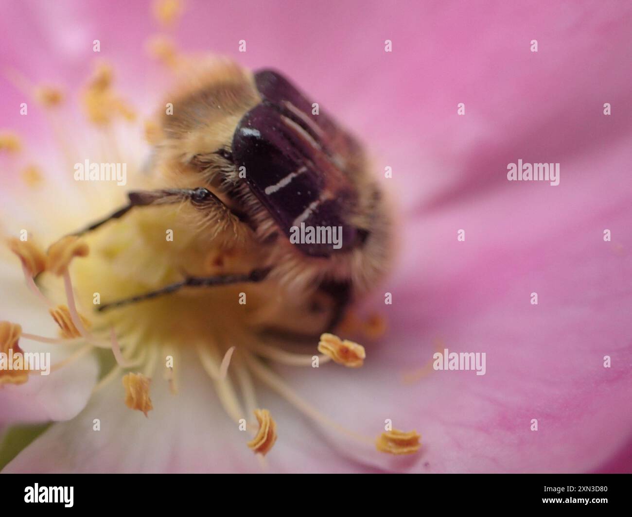 Bee-mimic Beetle (Trichiotinus assimilis) Insecta Stock Photo - Alamy