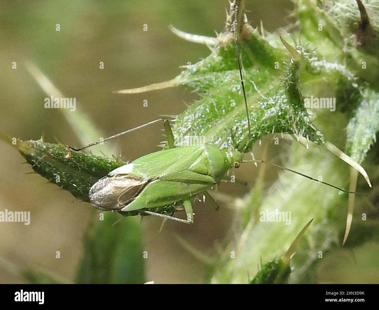 Calocoris affinis hi-res stock photography and images - Alamy