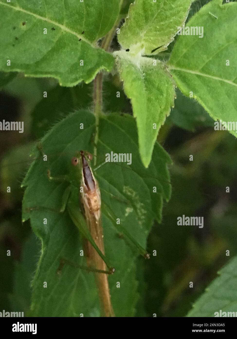 Lesser Meadow Katydids (Conocephalus) Insecta Stock Photo - Alamy
