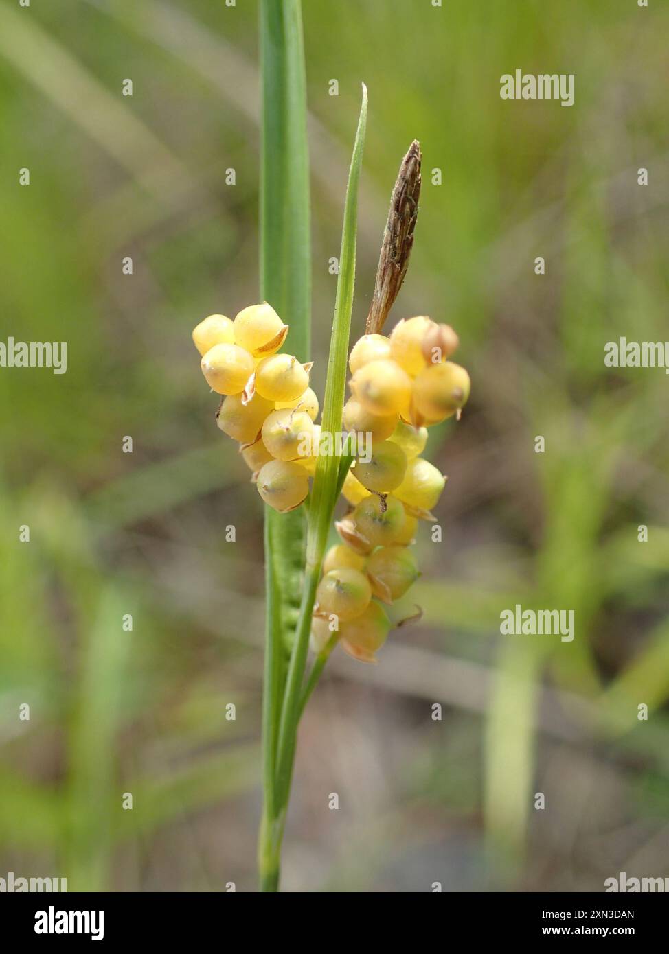 golden sedge (Carex aurea) Plantae Stock Photo - Alamy