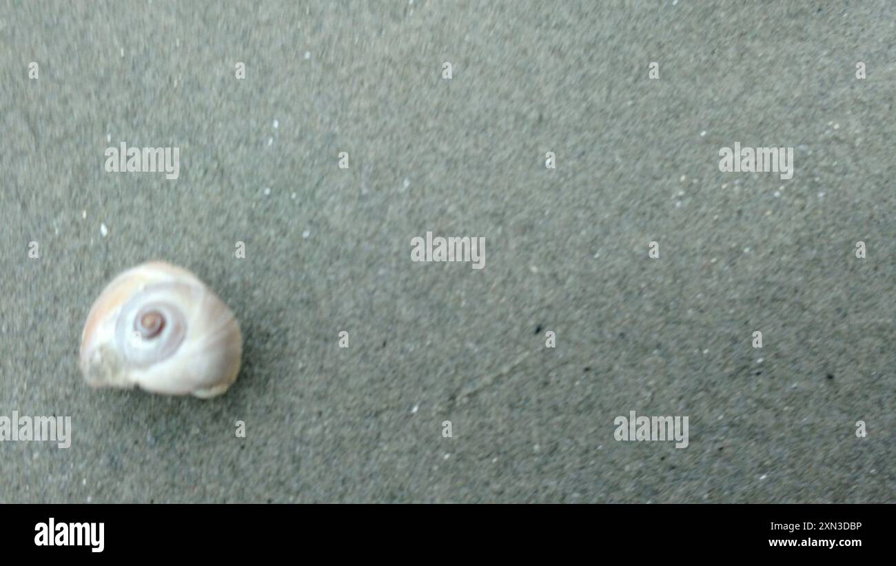 Northern Moonsnail (Euspira heros) Mollusca Stock Photo - Alamy