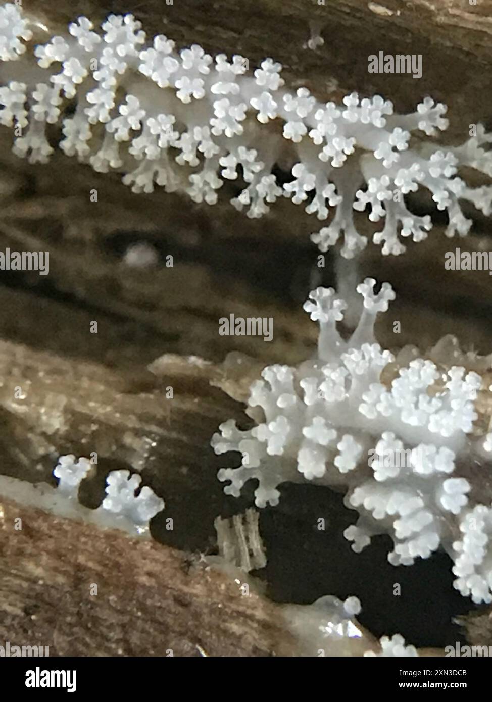Honeycomb Coral Slime Mold (Ceratiomyxa fruticulosa) Protozoa Stock ...
