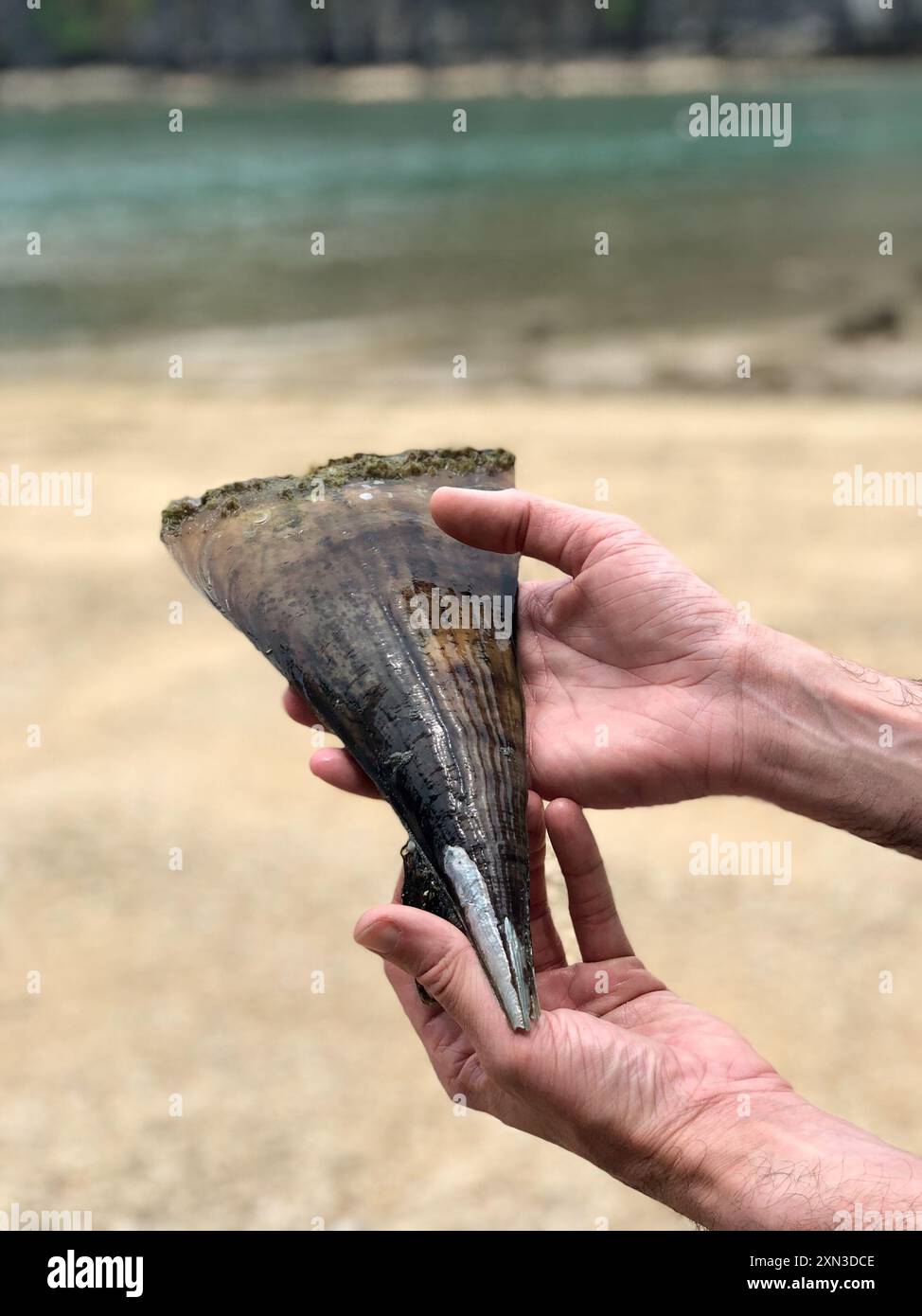 Atrina hi-res stock photography and images - Alamy