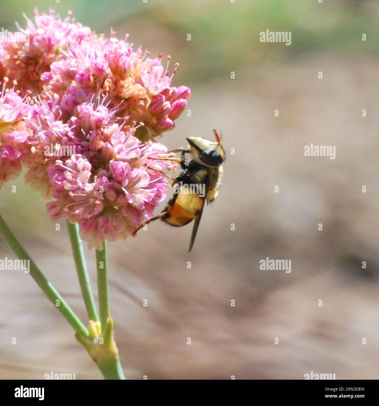 Spotted-wing Bromeliad Fly (Copestylum satur) Insecta Stock Photo - Alamy
