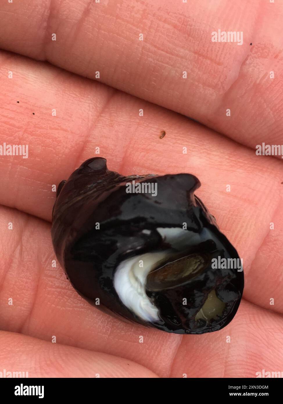 Hooked Slippersnail (Crepidula adunca) Mollusca Stock Photo - Alamy