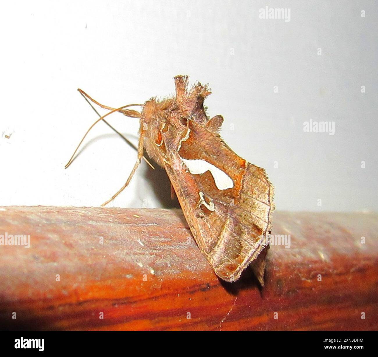 Bilobed Looper Moth (Megalographa biloba) Insecta Stock Photo - Alamy