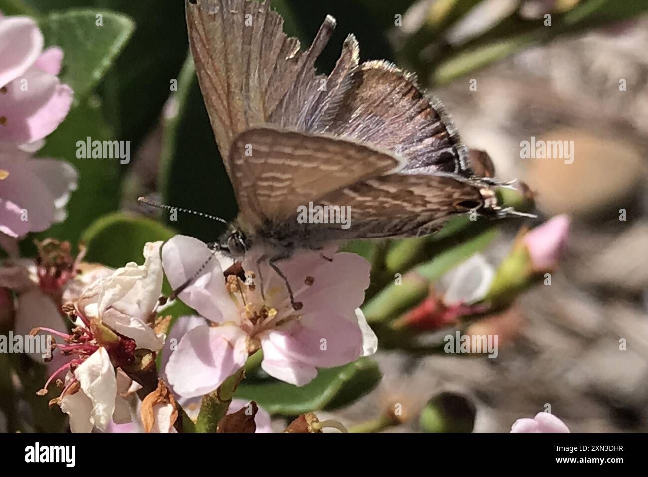 Cycad blue (Theclinesthes onycha) Insecta Stock Photo - Alamy