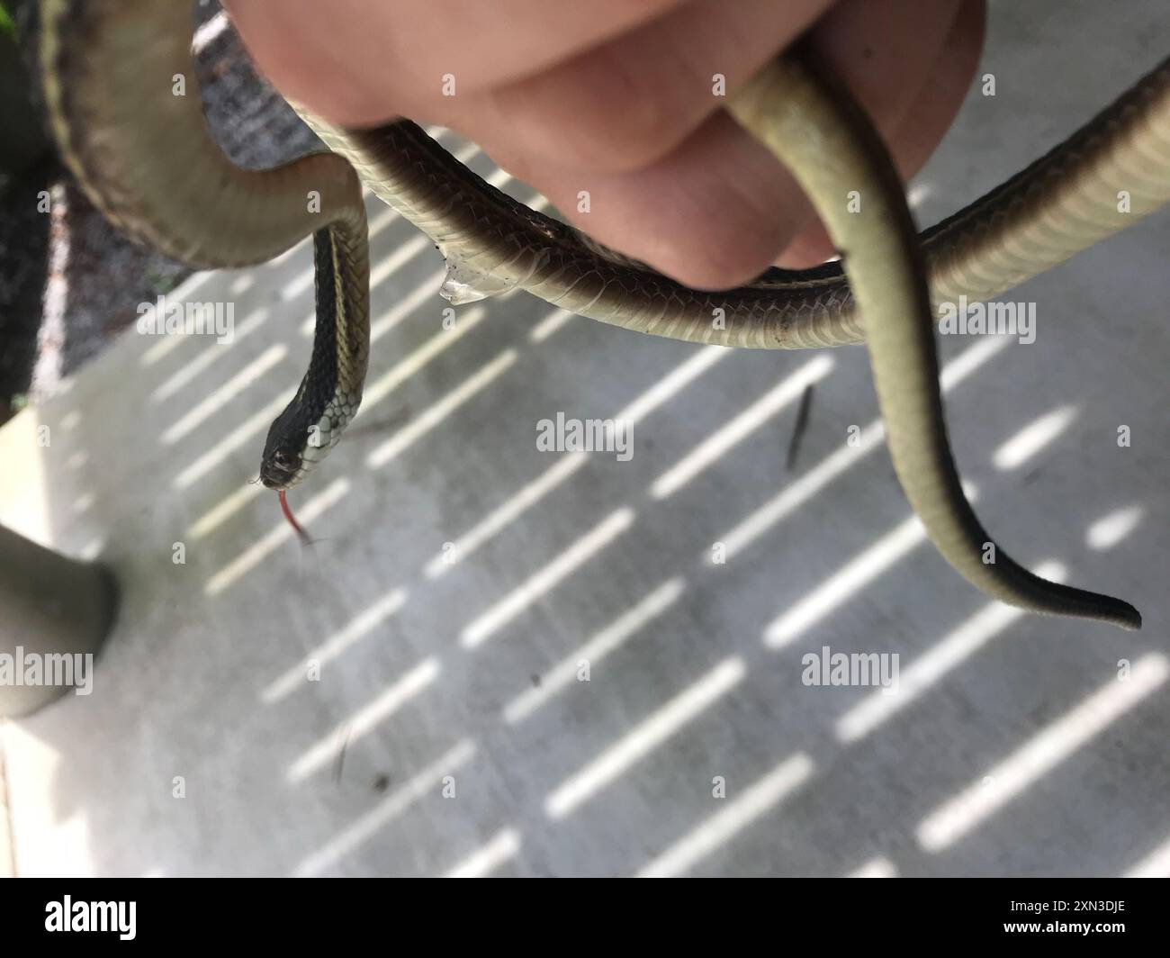 Common Ribbon Snake (Thamnophis saurita) Reptilia Stock Photo - Alamy