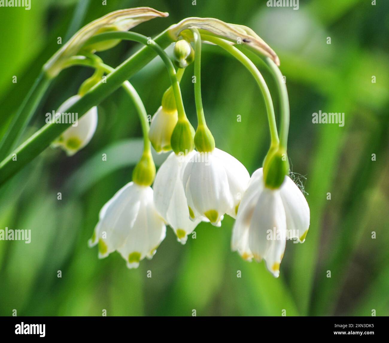 Summer snowflake (Leucojum aestivum) Plantae Stock Photo - Alamy