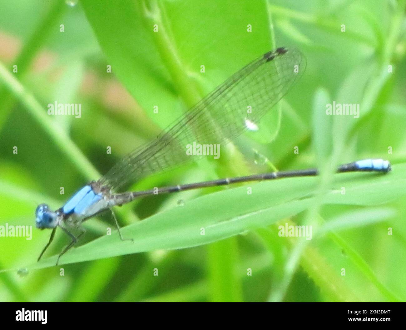 Argia apicalis hi-res stock photography and images - Alamy