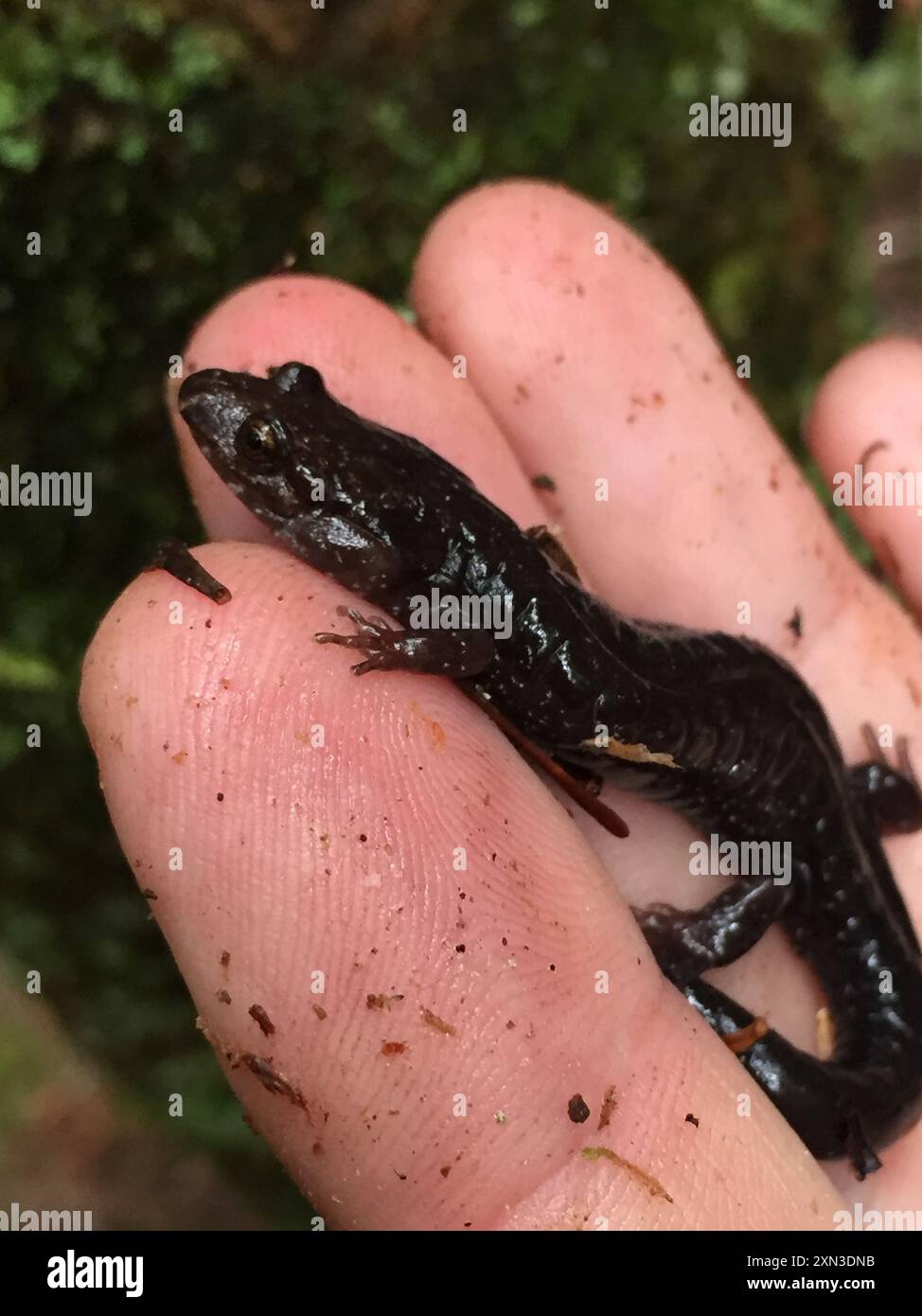 Wolf Dusky Salamander (Desmognathus lycos) Amphibia Stock Photo - Alamy