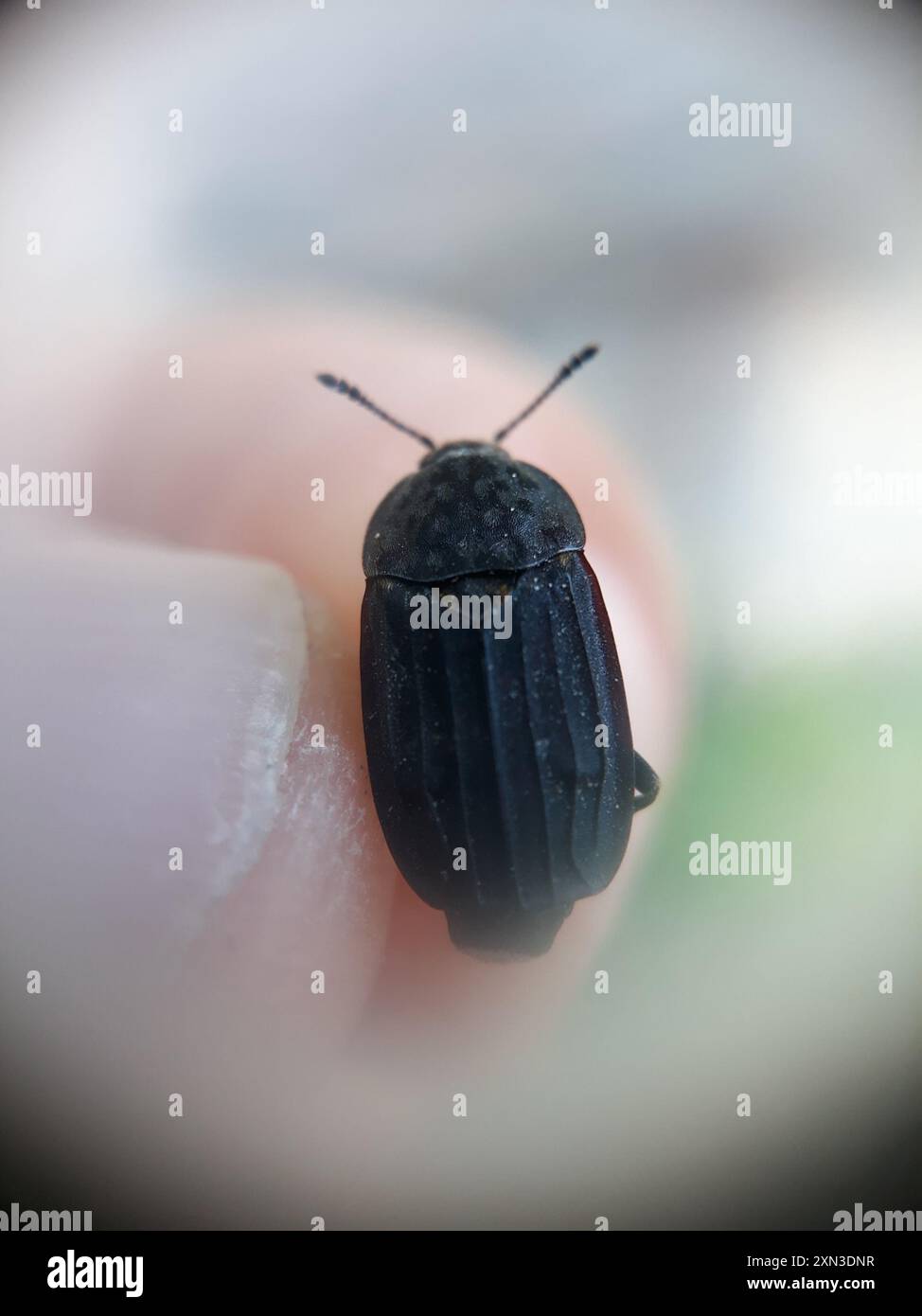 (Thanatophilus sinuatus) Insecta Stock Photo - Alamy