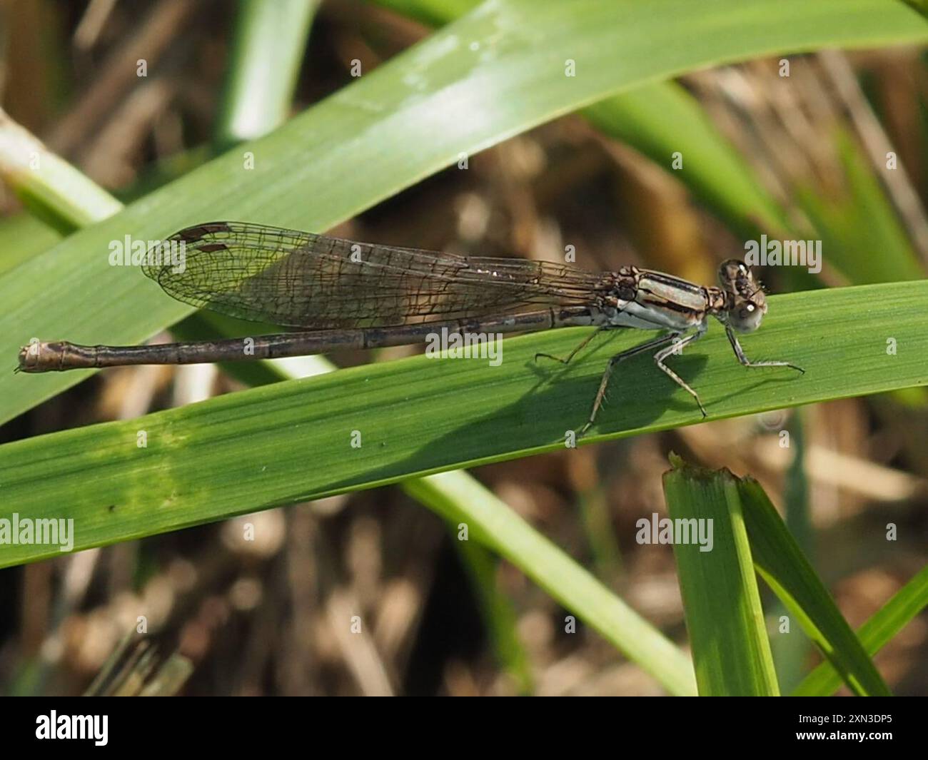 Variable Dancer (Argia fumipennis) Insecta Stock Photo - Alamy
