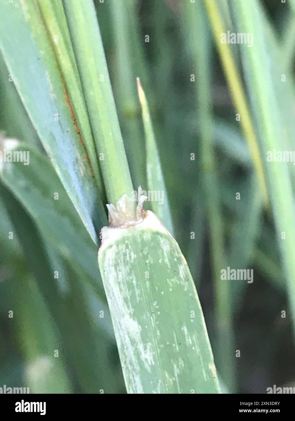 Timothy grass (Phleum pratense) Plantae Stock Photo - Alamy