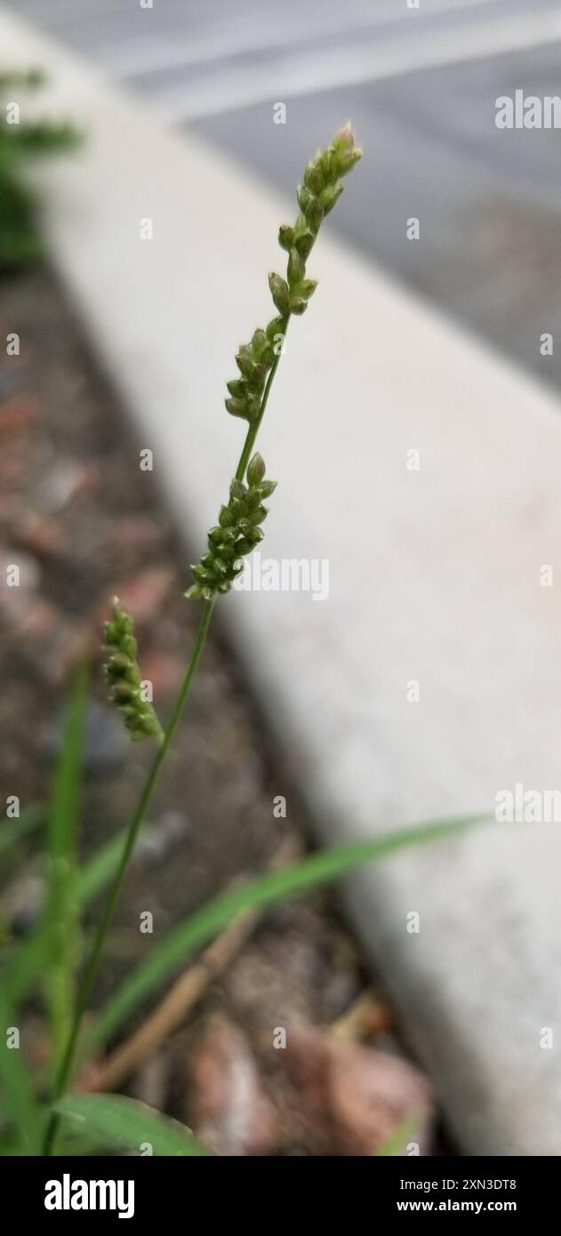 Jungle Rice (Echinochloa colonum) Plantae Stock Photo - Alamy