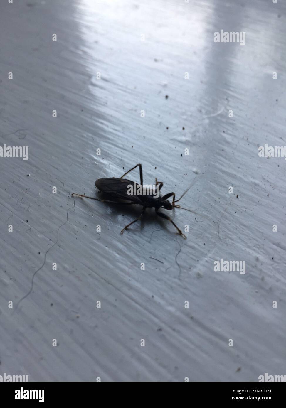 Masked Hunter (Reduvius personatus) Insecta Stock Photo - Alamy