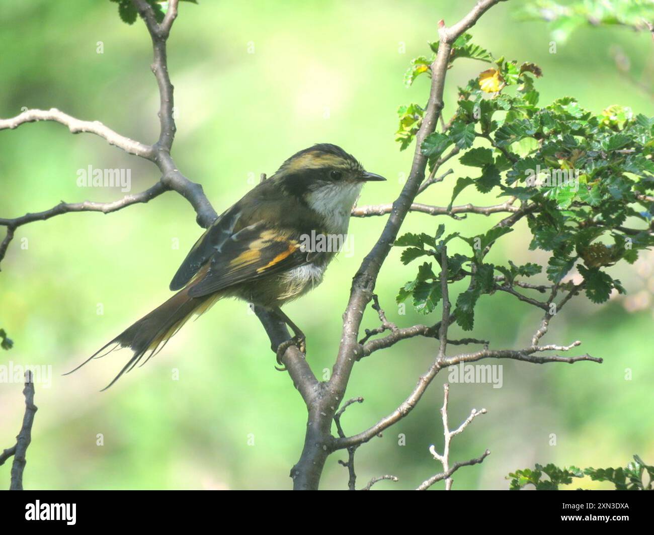 Thorn-tailed Rayadito (Aphrastura spinicauda) Aves Stock Photo - Alamy