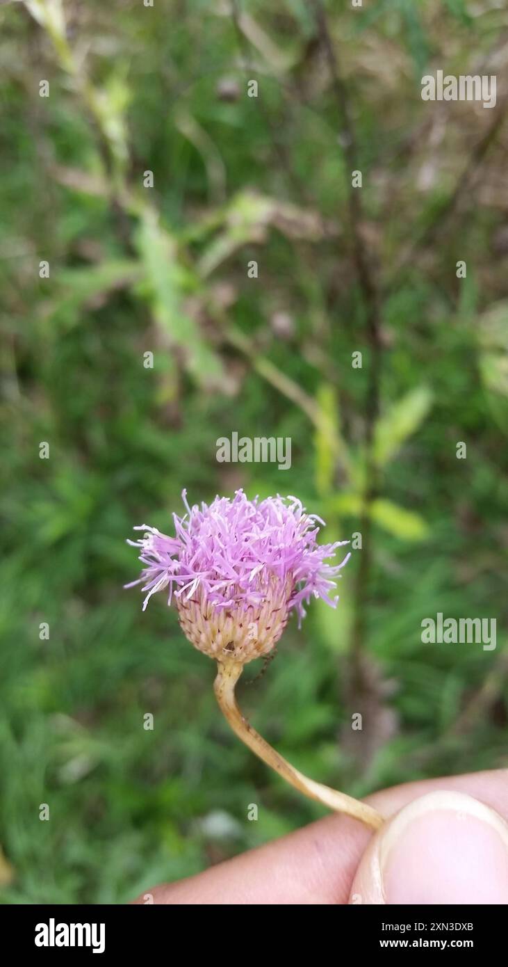 Bacterial Speck (Pseudomonas syringae Stock Photo - Alamy