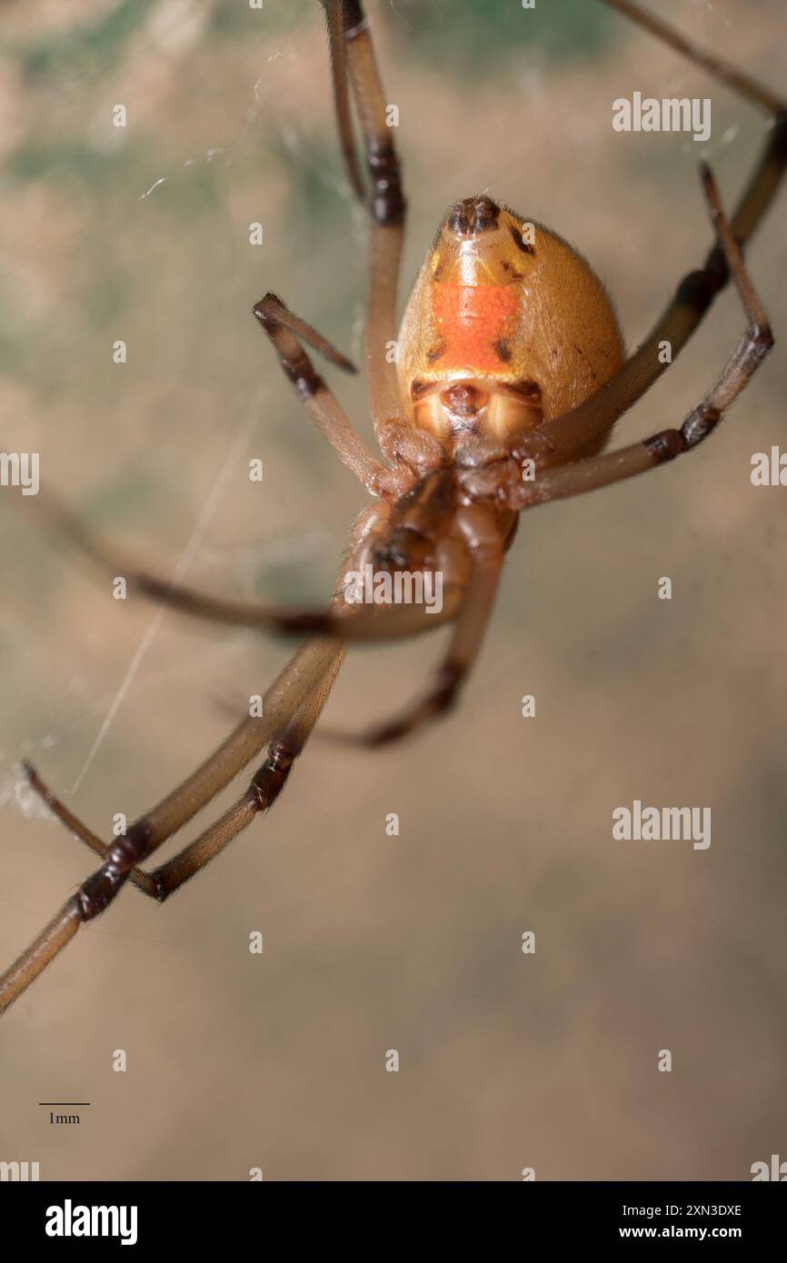 Brown Widow (Latrodectus geometricus) Arachnida Stock Photo - Alamy