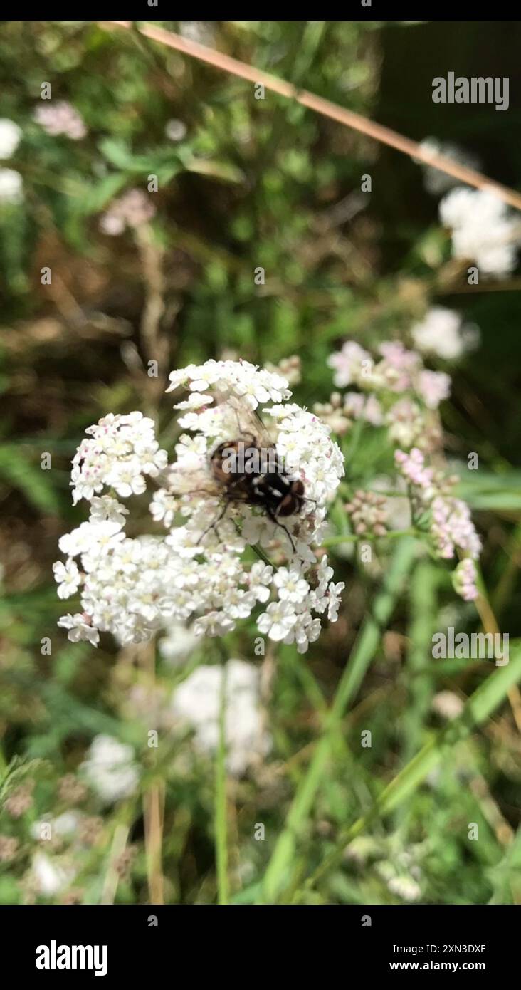 (Graphomya maculata) Insecta Stock Photo - Alamy