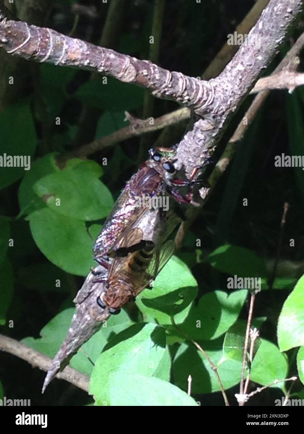 Maroon-legged Lion Fly (Promachus hinei) Insecta Stock Photo - Alamy