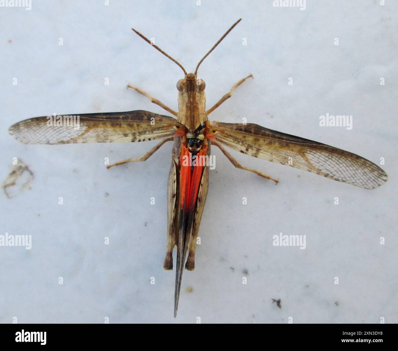 (Morphacris fasciata) Insecta Stock Photo - Alamy