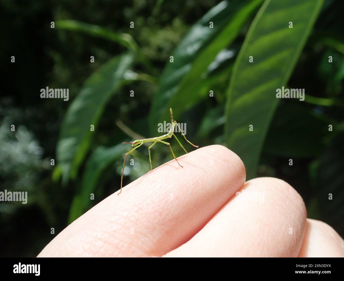 Stick Insects (Phasmida) Insecta Stock Photo - Alamy