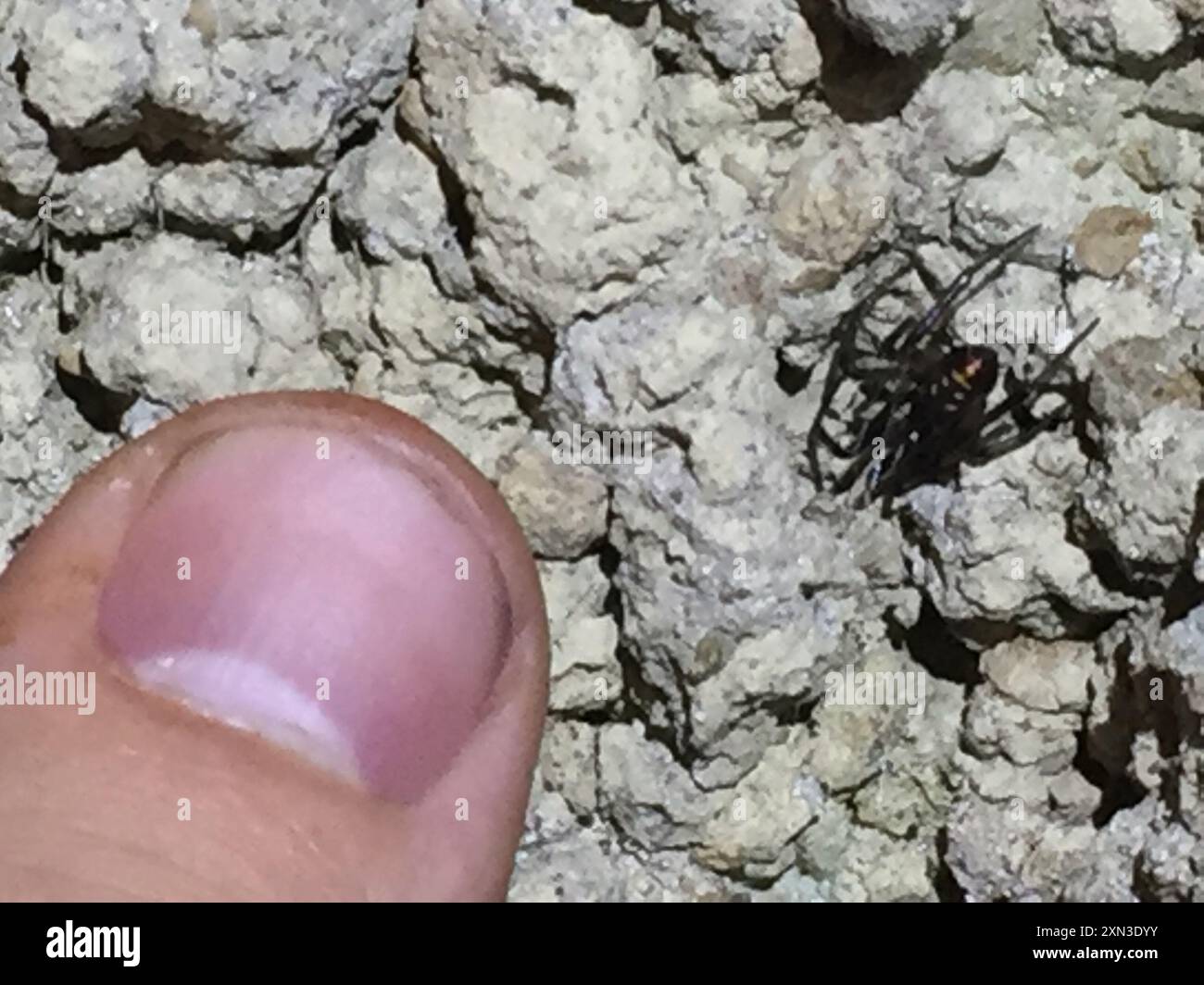 Black Cobweb Spider (Steatoda capensis) Arachnida Stock Photo - Alamy