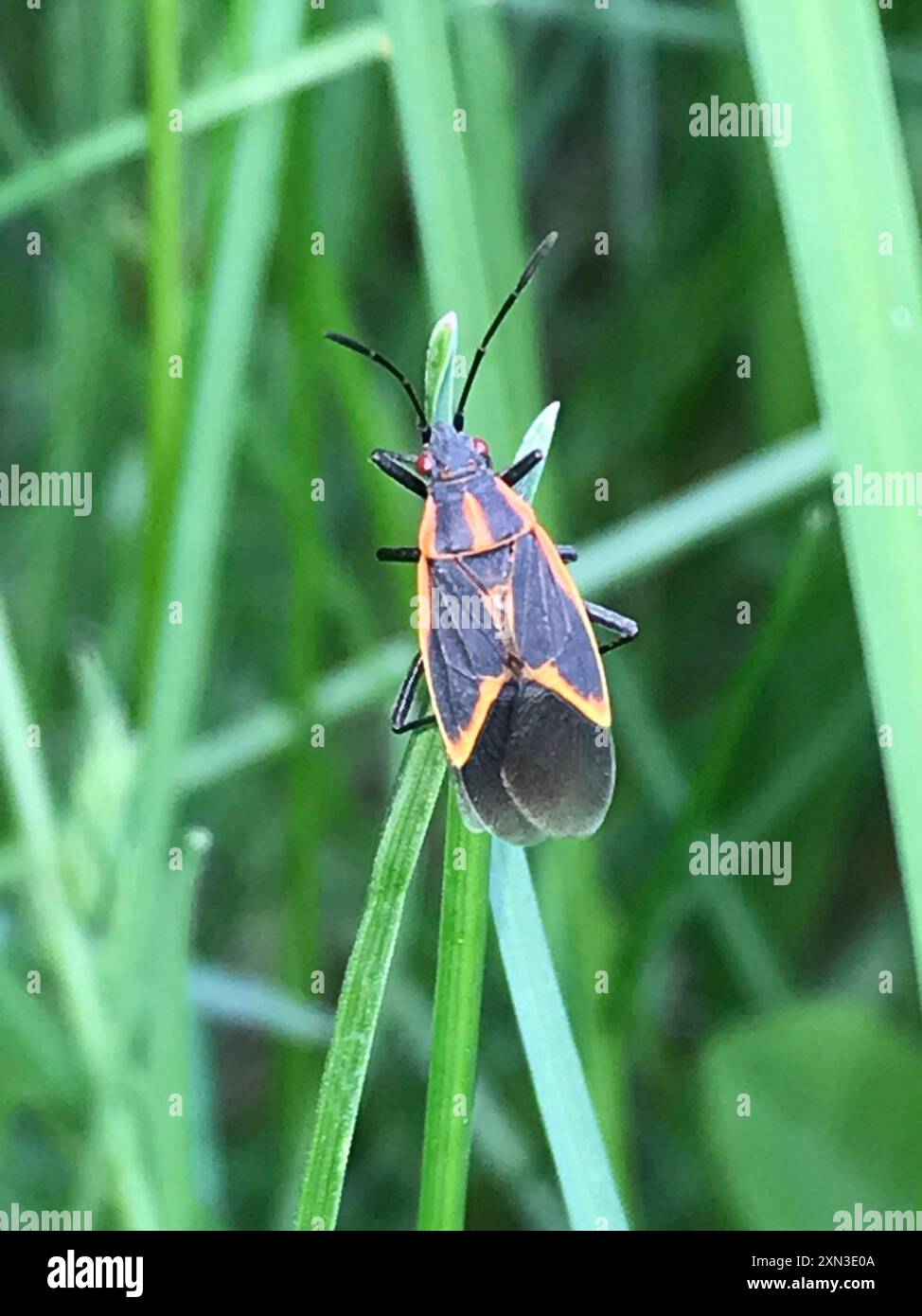 Eastern Boxelder Bug (Boisea trivittata) Insecta Stock Photo - Alamy