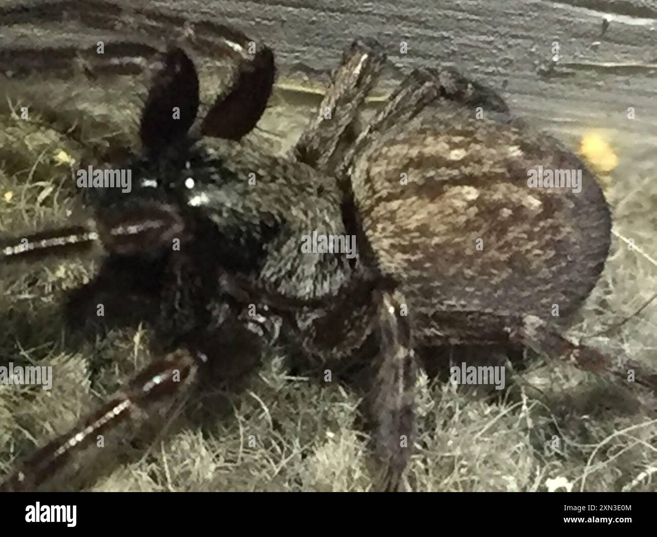 Grey House Spider (Badumna longinqua) Arachnida Stock Photo - Alamy