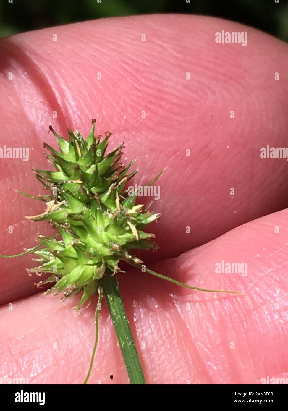 oval-headed sedge (Carex cephalophora) Plantae Stock Photo - Alamy