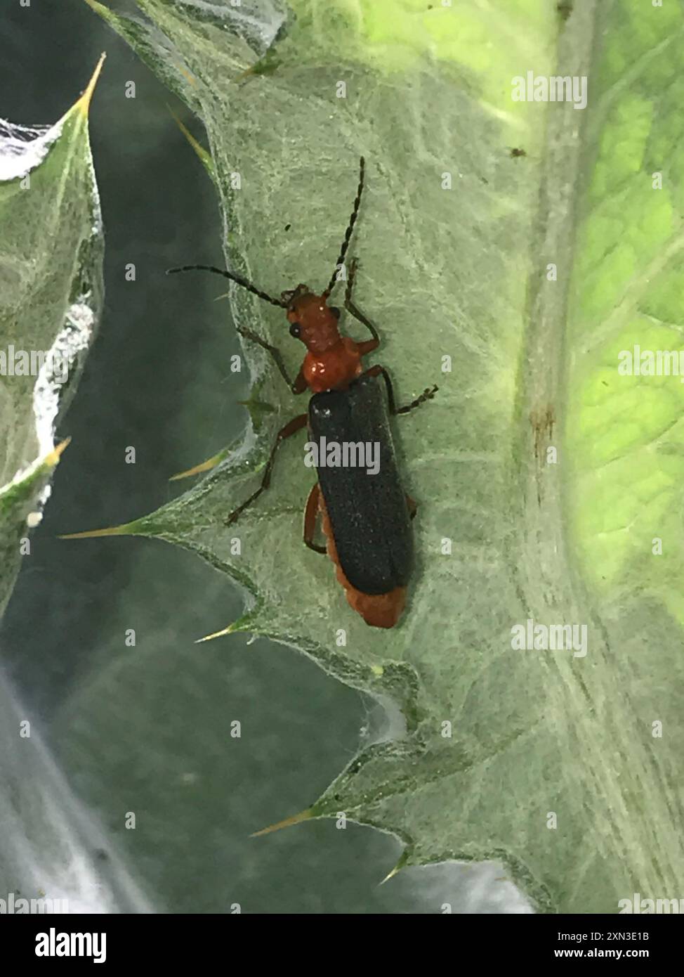 Downy Leather-winged Beetle (Podabrus pruinosus) Insecta Stock Photo ...