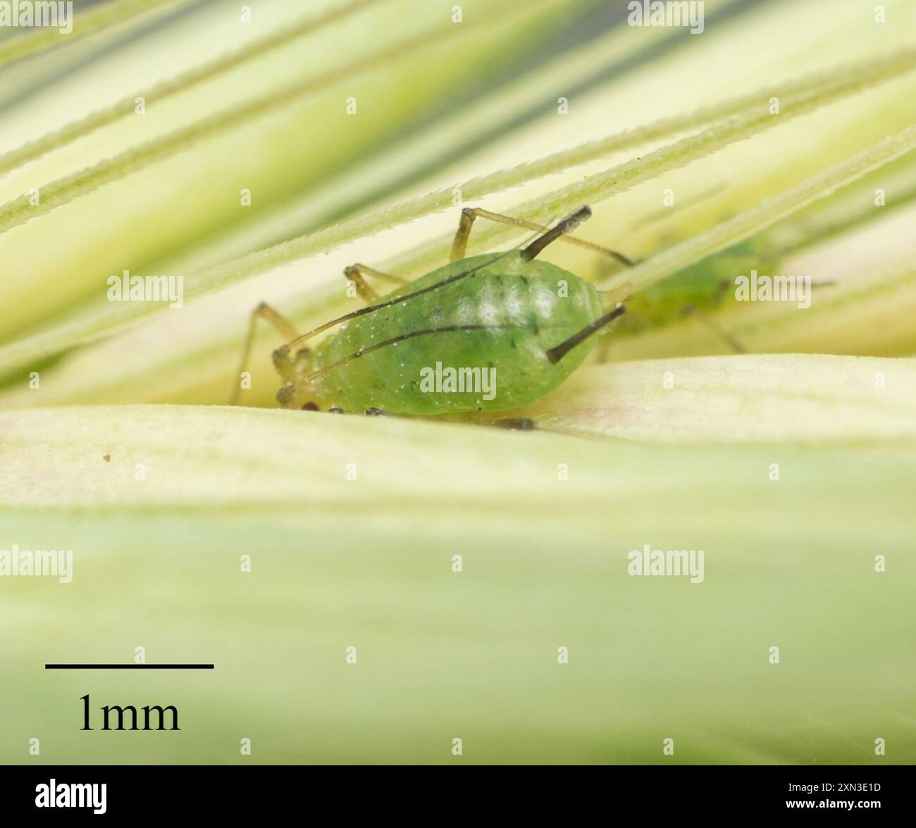 Grain Aphid (Sitobion fragariae) Insecta Stock Photo - Alamy
