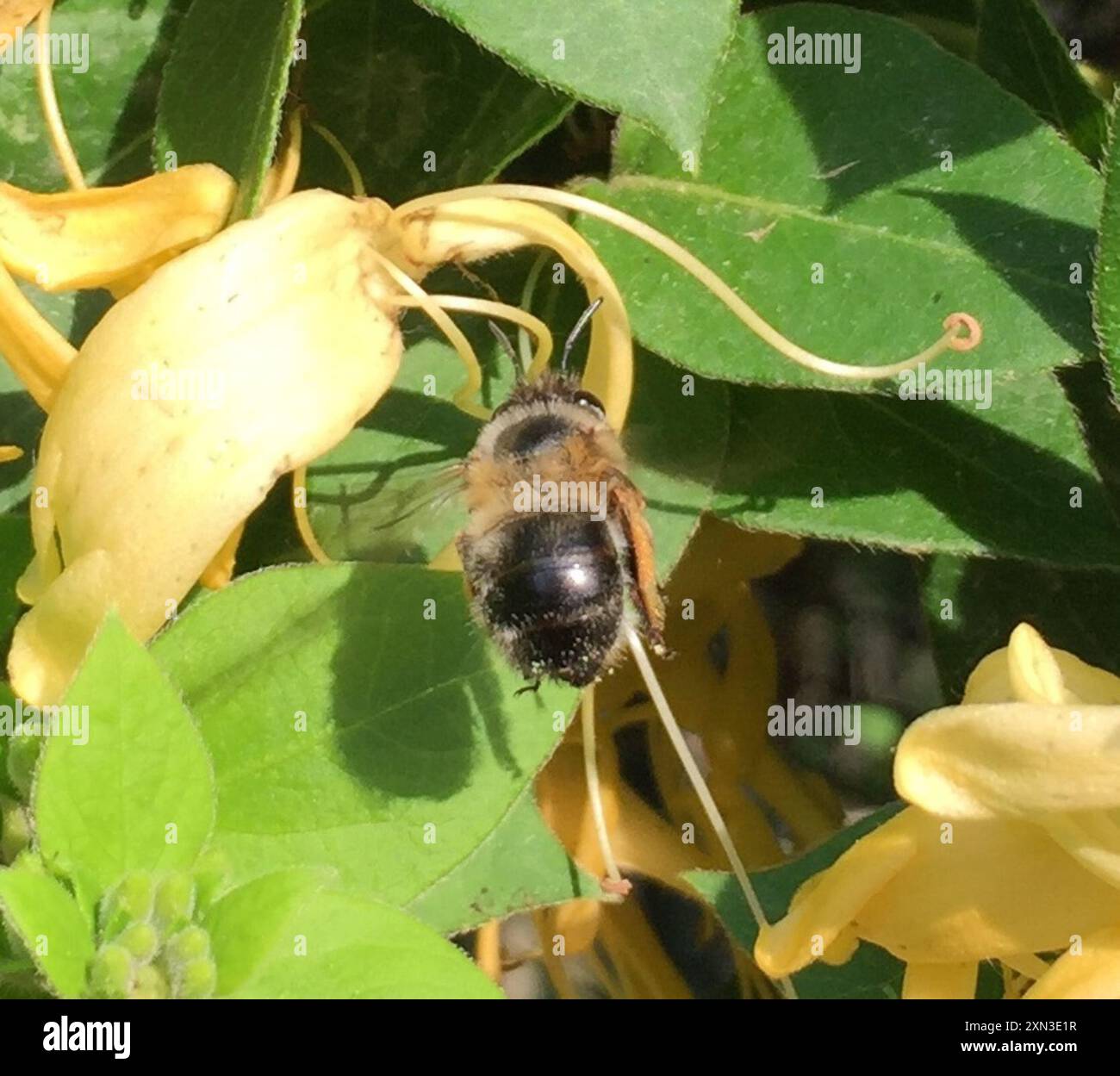 Common Digger Bees (Anthophora) Insecta Stock Photo - Alamy