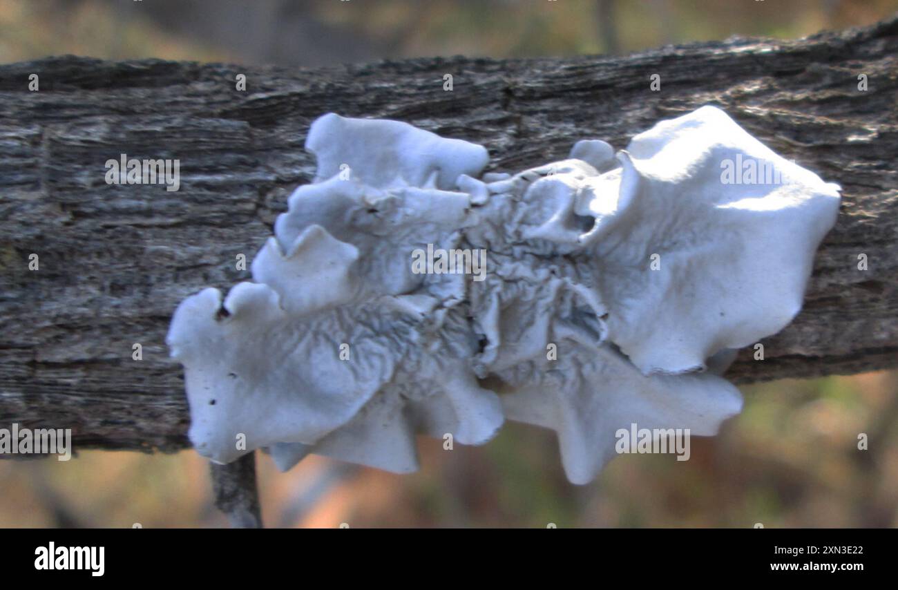 Ruffle Lichens (Parmotrema) Fungi Stock Photo - Alamy