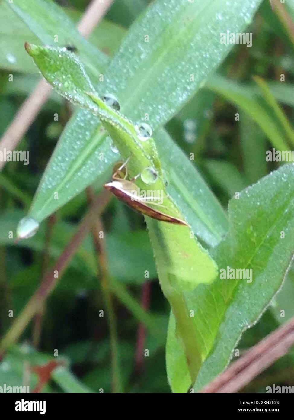 Mint Moths (Pyrausta) Insecta Stock Photo - Alamy