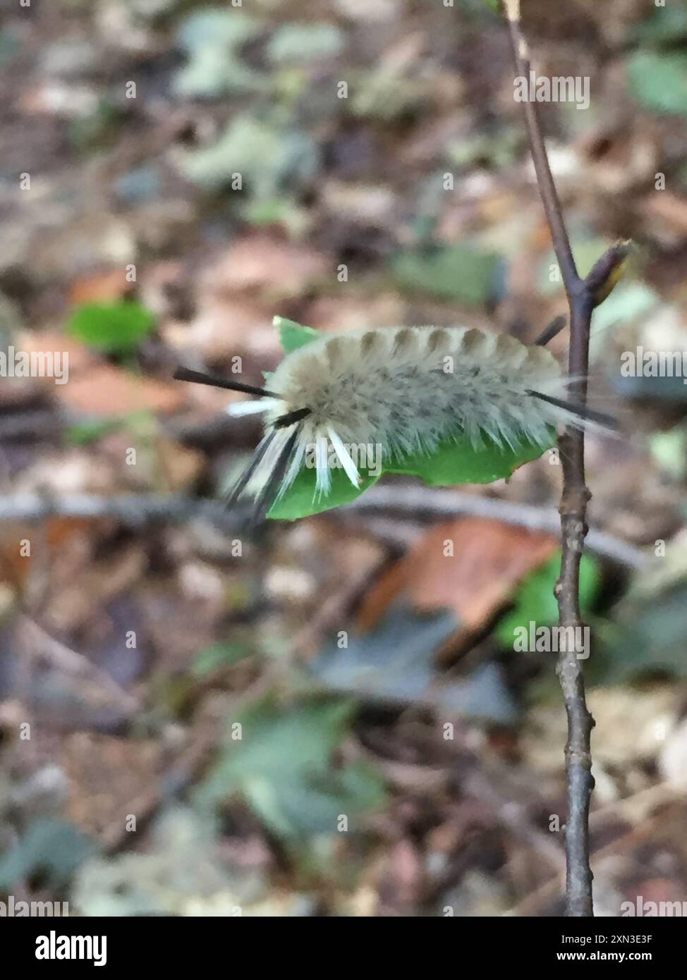 Banded Tussock Moth (Halysidota tessellaris) Insecta Stock Photo - Alamy